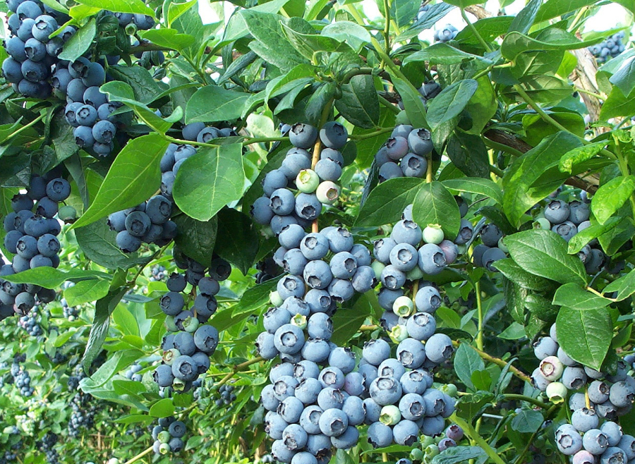 The News Himachal Nauni Varsity signs MoU with Canadian Varsity for ...